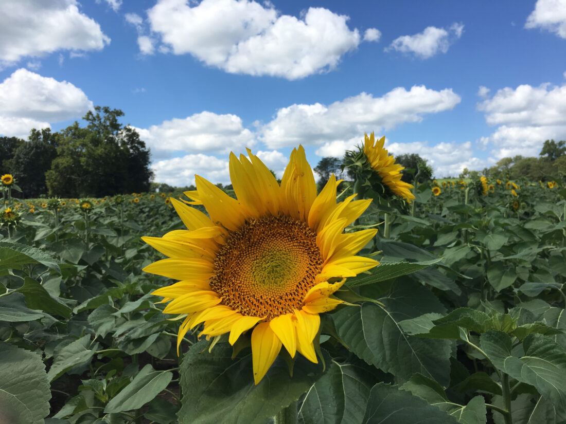 Sunflower Growing Contest starts Sunday in Tonganoxie | News, Sports ...